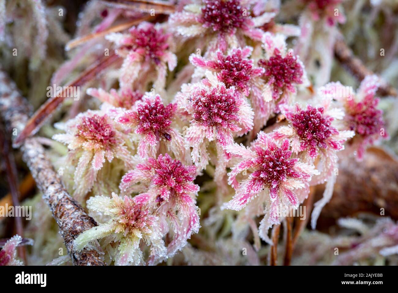 Muschio di palude dalle foglie acute immagini e fotografie stock ad ...