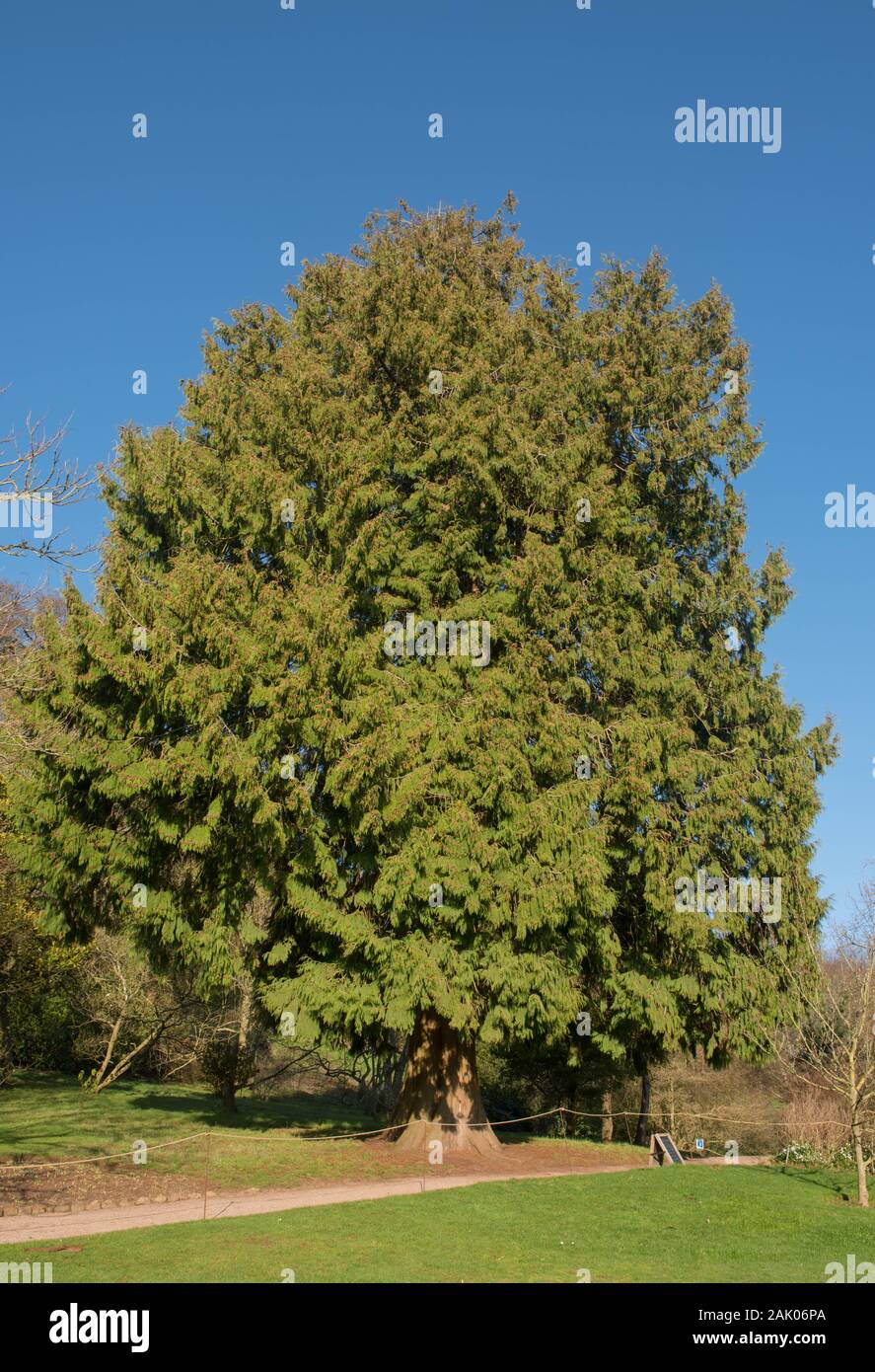 Il verde delle foglie di un arbusto sempreverde di conifere cedro rosso ...