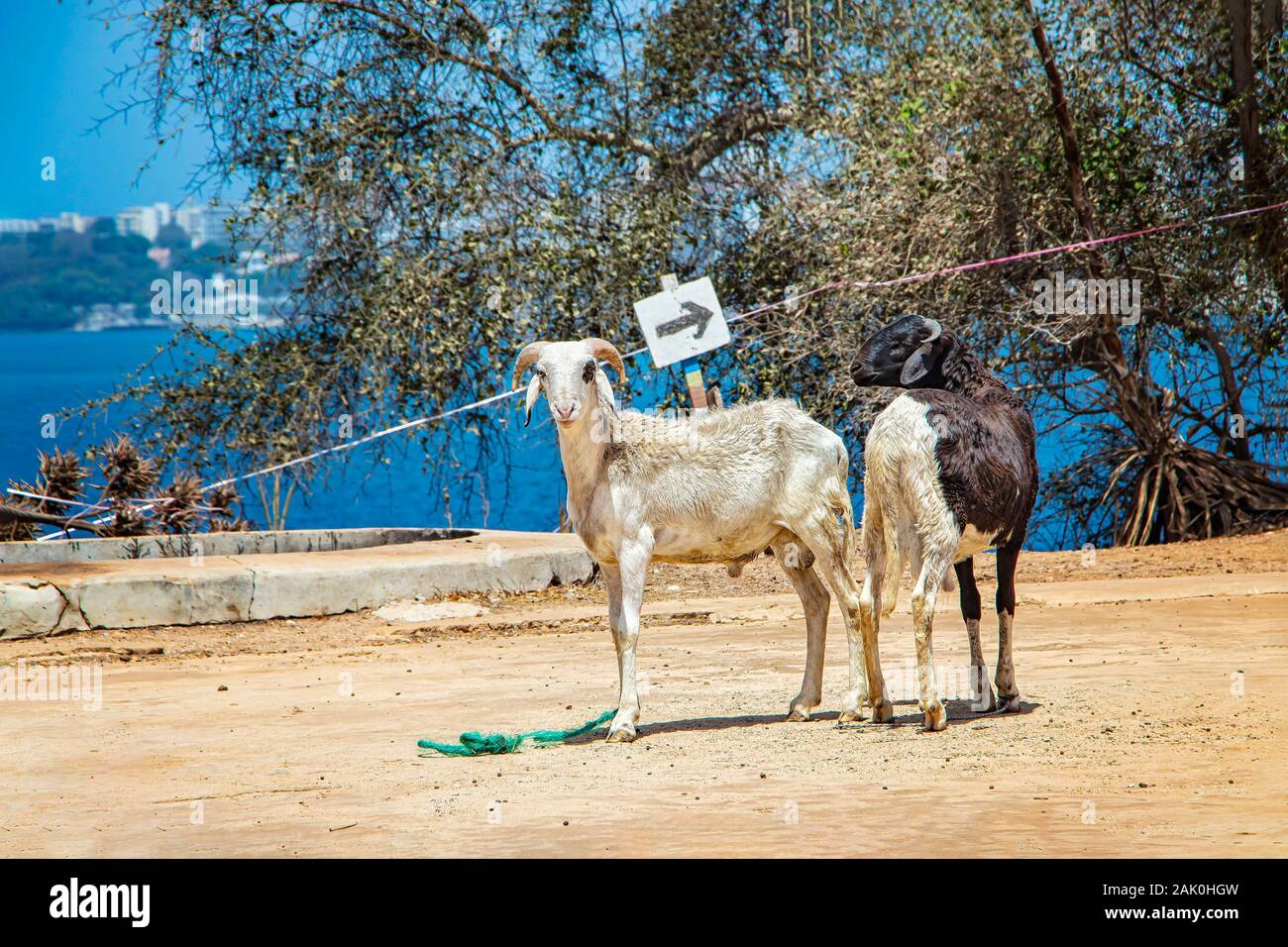 Capre africane immagini e fotografie stock ad alta risoluzione - Alamy