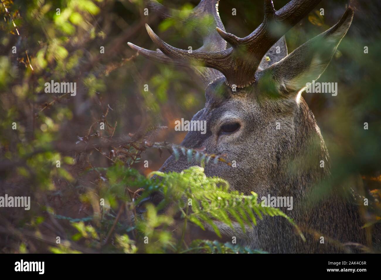 Testa di un maschio con immagini e fotografie stock ad alta risoluzione ...