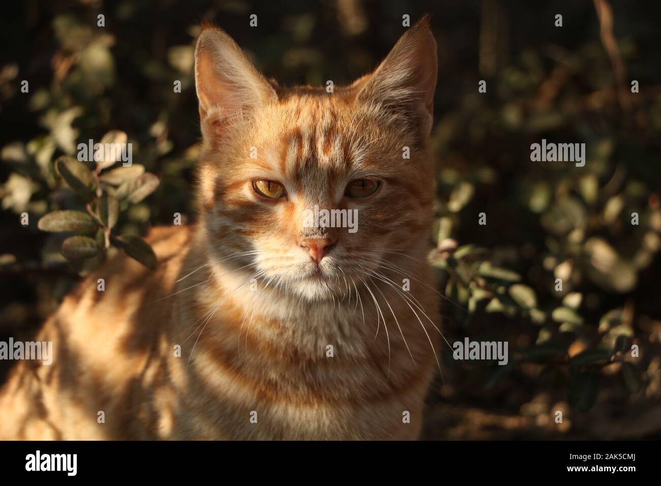 Gatto serio immagini e fotografie stock ad alta risoluzione - Alamy