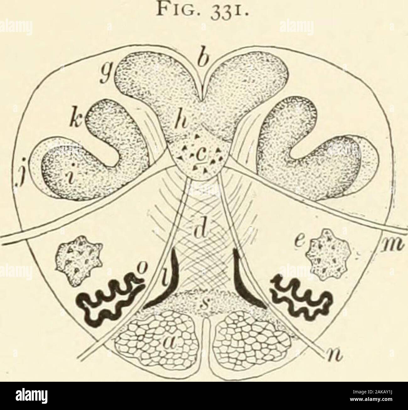 Un libro di testo di istologia normale: tra cui un conto dello sviluppo ...