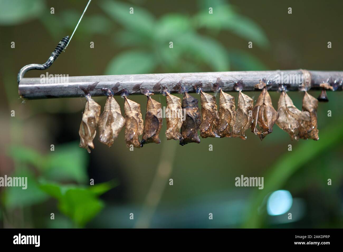 Appeso A Filo Spinato Immagini e Fotos Stock - Alamy