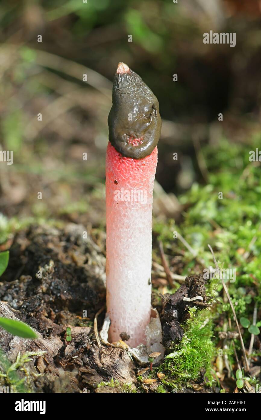 Mutinus ravenelii immagini e fotografie stock ad alta risoluzione - Alamy