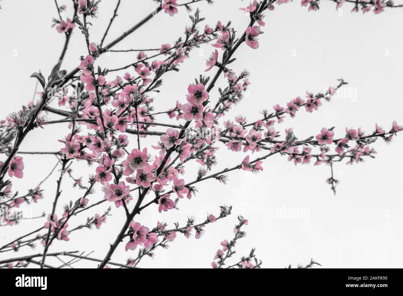 Albero di pesco in fiore immagini e fotografie stock ad alta ...