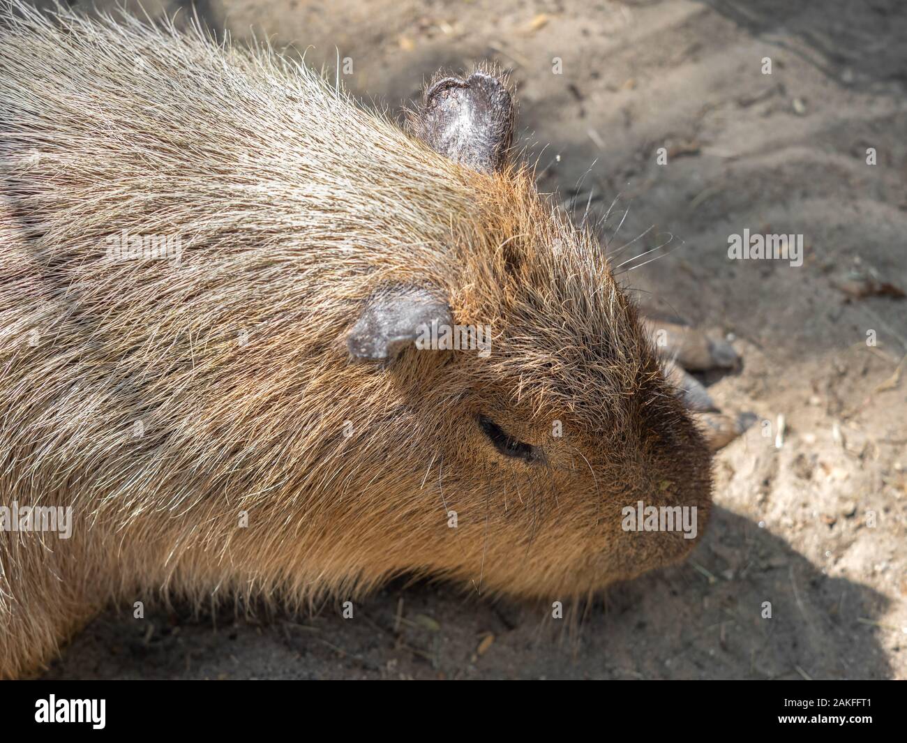 Capibara minore immagini e fotografie stock ad alta risoluzione - Alamy