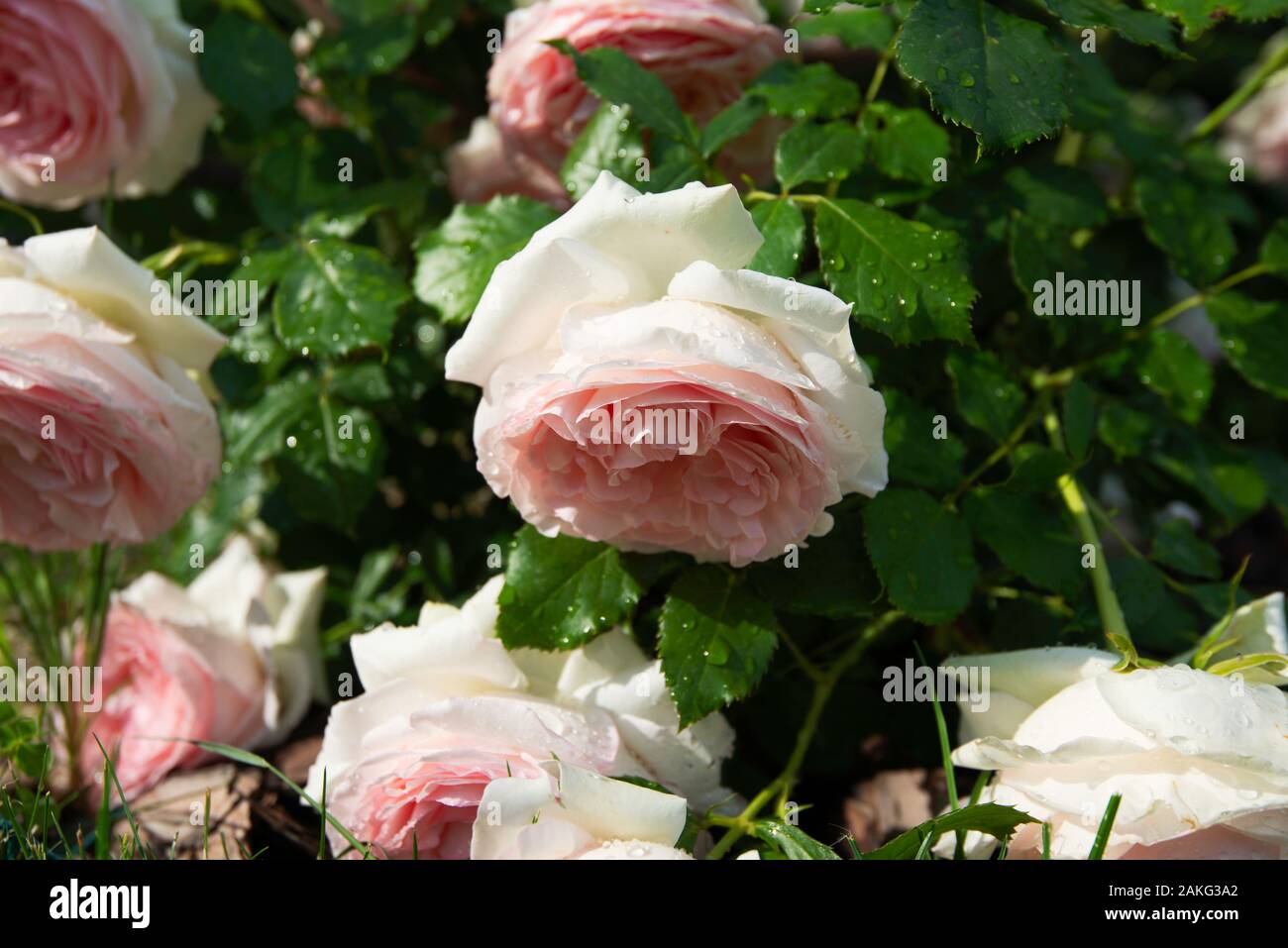Rampicante cespuglio di rose immagini e fotografie stock ad alta ...