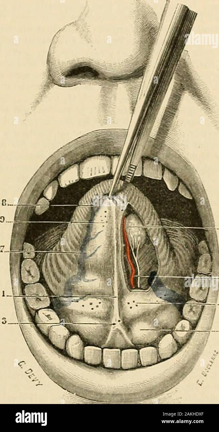 Anatomia della lingua immagini e fotografie stock ad alta risoluzione ...