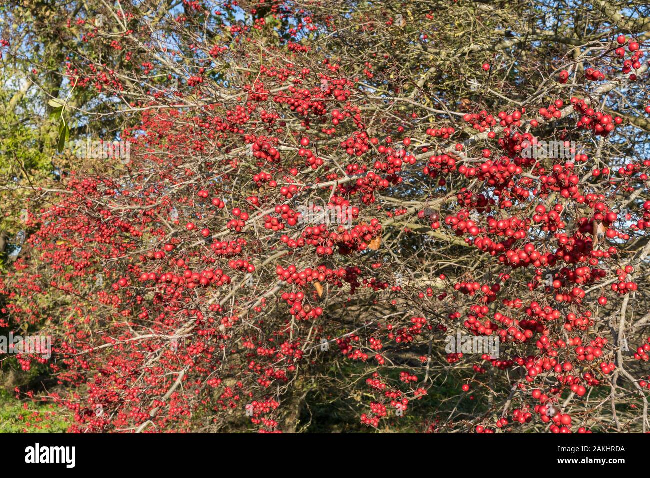 Spina di allan immagini e fotografie stock ad alta risoluzione - Alamy