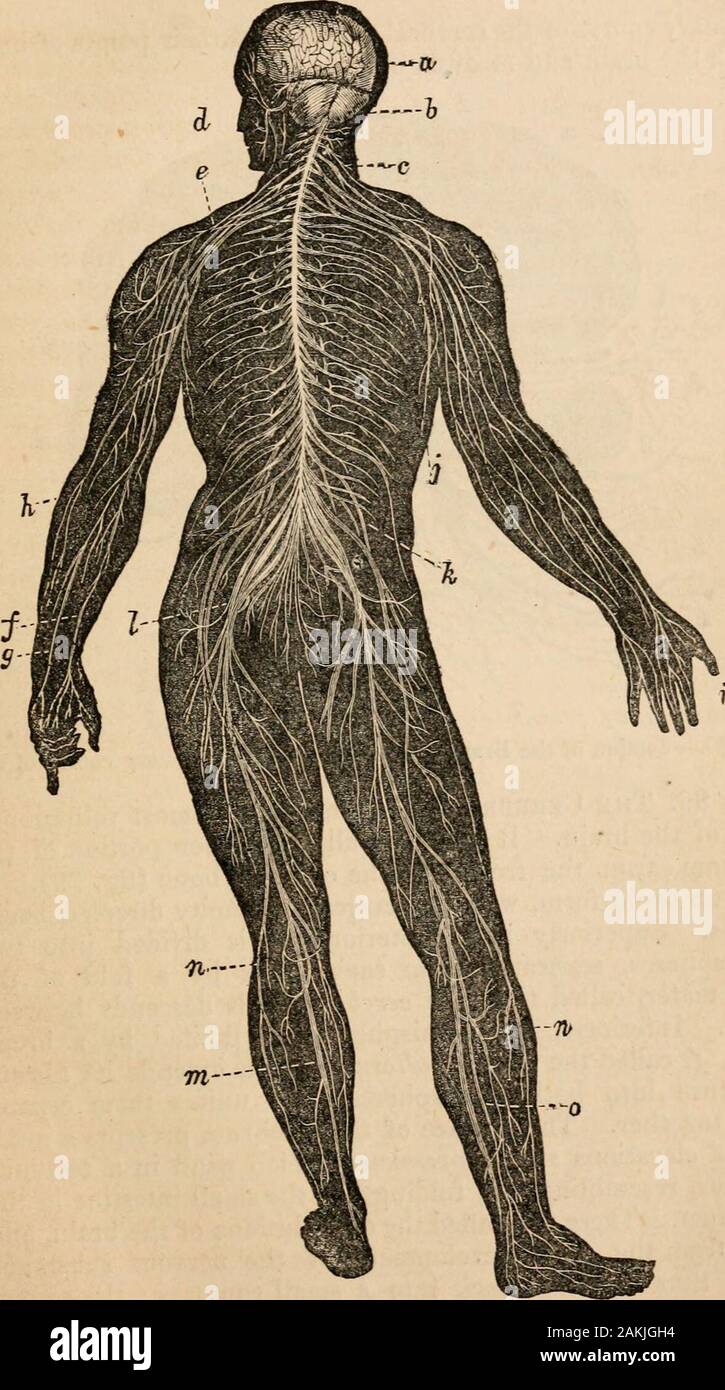 Contorni della fisiologia comparate toccando la struttura e lo sviluppo ...