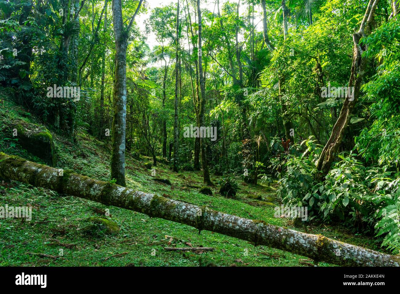Vegetazione tropicale nella foresta pluviale immagini e fotografie ...