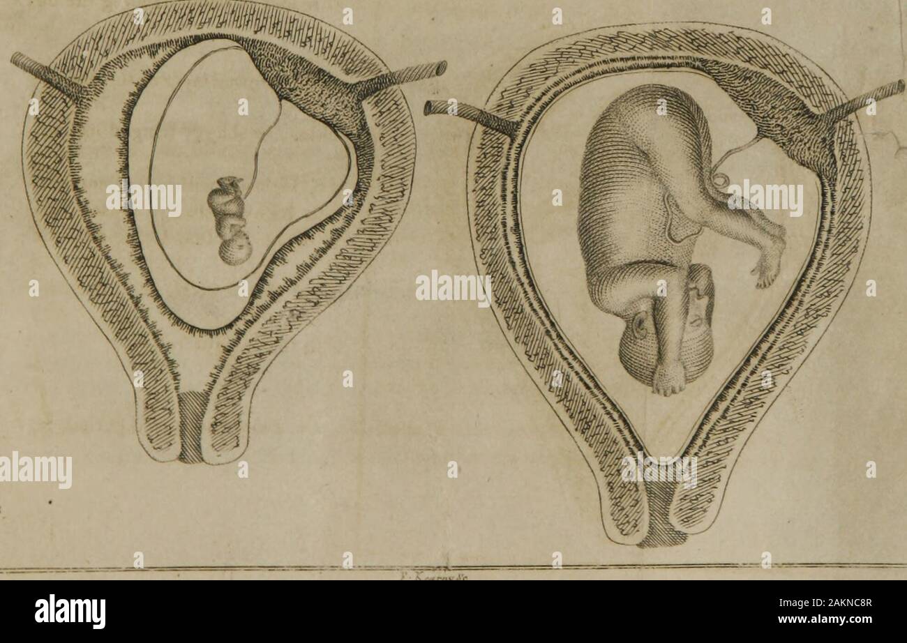Utero gravido immagini e fotografie stock ad alta risoluzione - Alamy