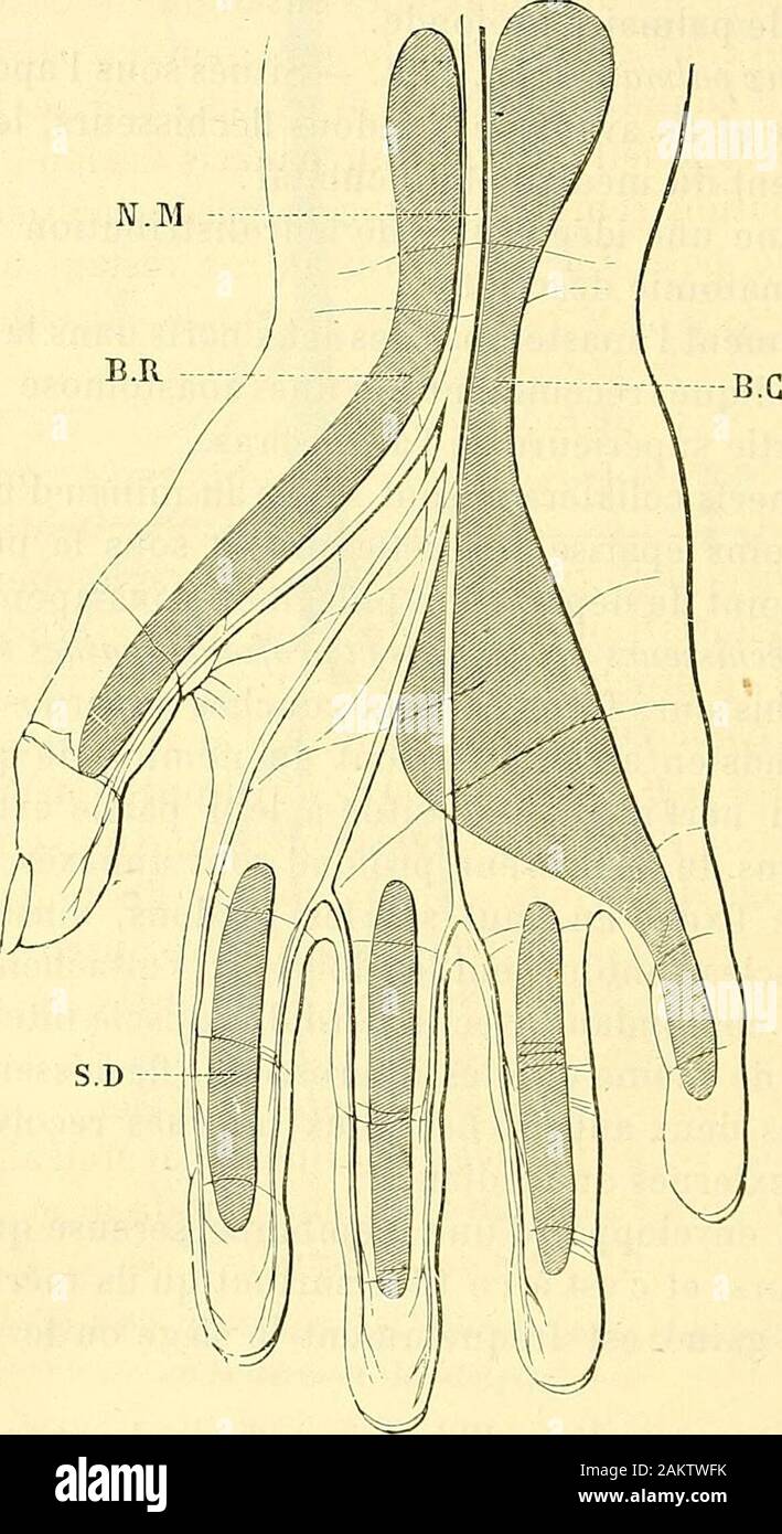 Anatomie main et poignet immagini e fotografie stock ad alta ...