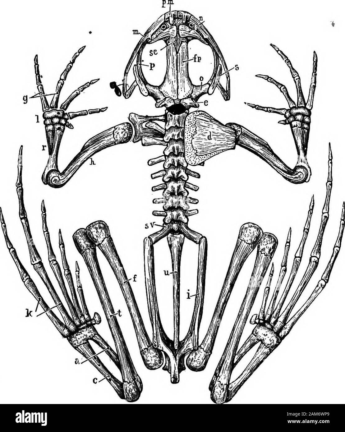La rana: introduzione alla Anatomia, Istologia ed embriologia . e in ...