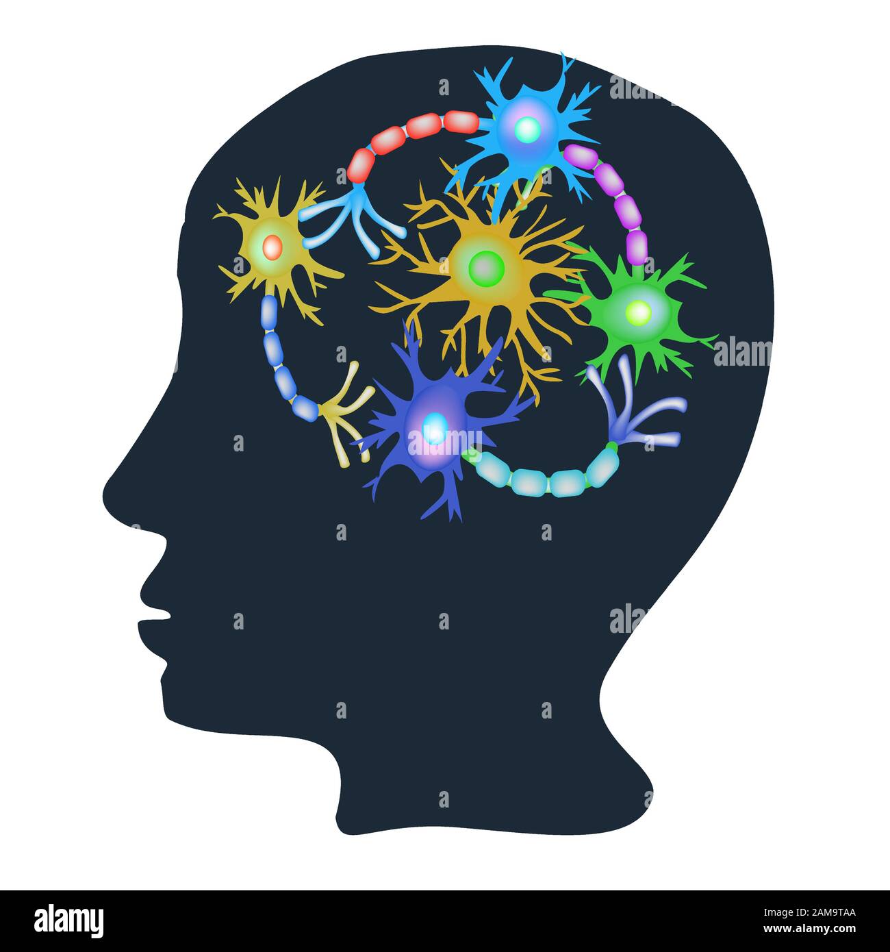 Anatomia delle sinapsi dei neuroni immagini e fotografie stock ad alta ...