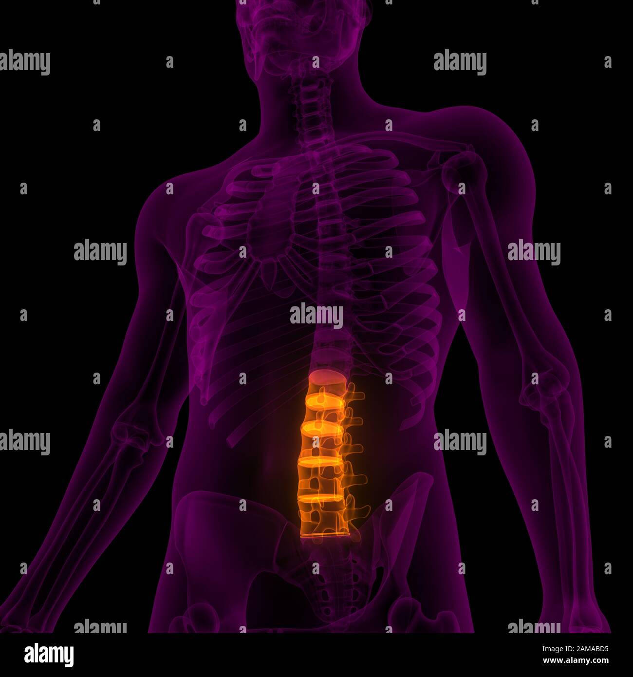 La colonna vertebrale di scheletro umano anatomia del sistema Foto ...