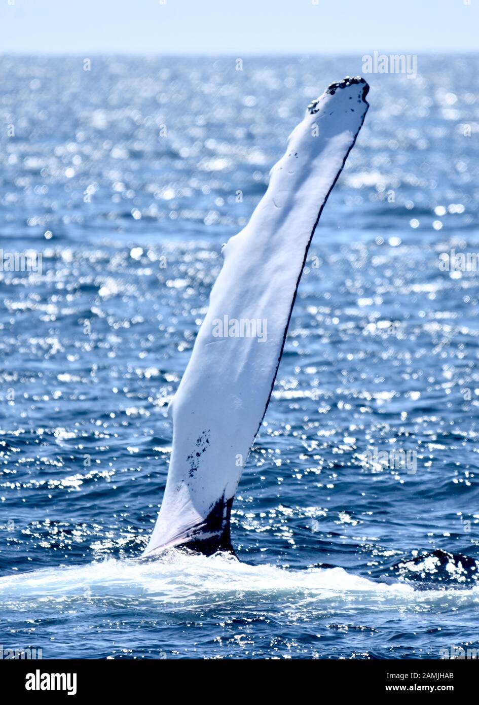 Cirripedi su una balena immagini e fotografie stock ad alta risoluzione ...