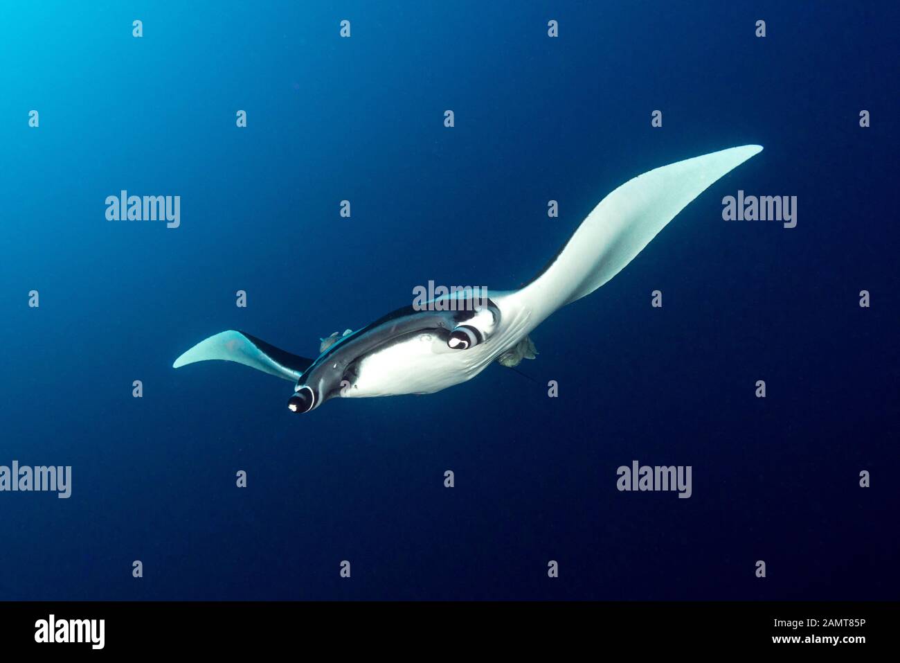 Giant pacific manta ray revillagigedo immagini e fotografie stock ad ...