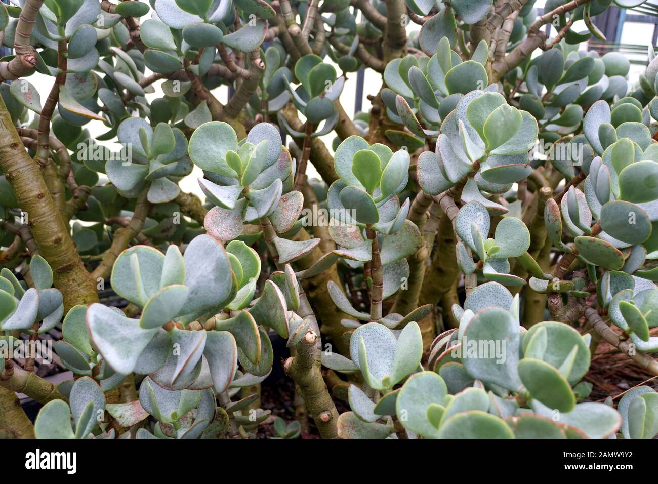 Famiglia di piante di giada immagini e fotografie stock ad alta ...