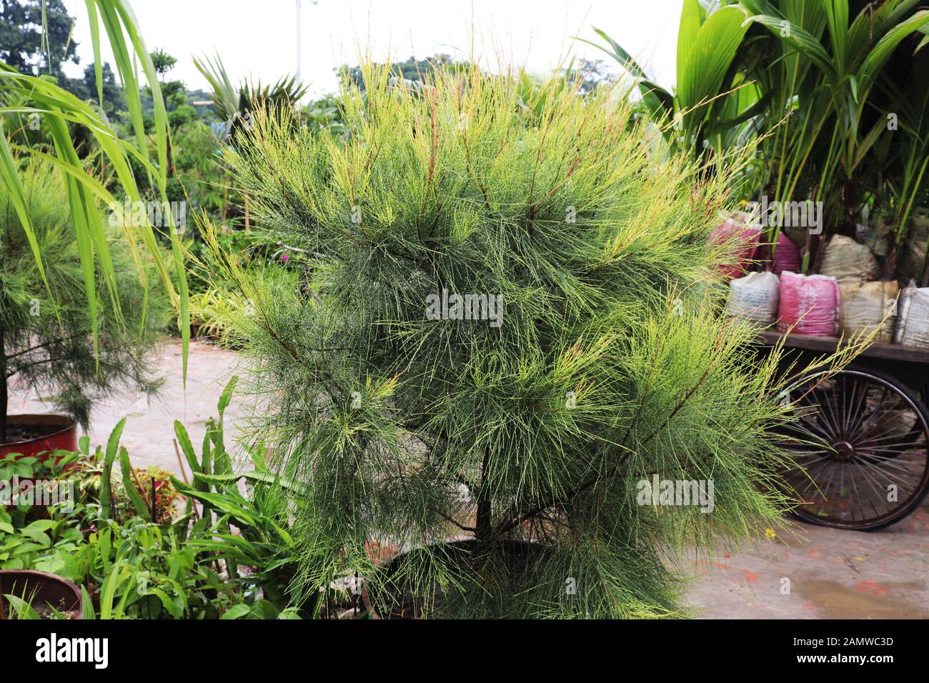 Albero di tamerici immagini e fotografie stock ad alta risoluzione - Alamy