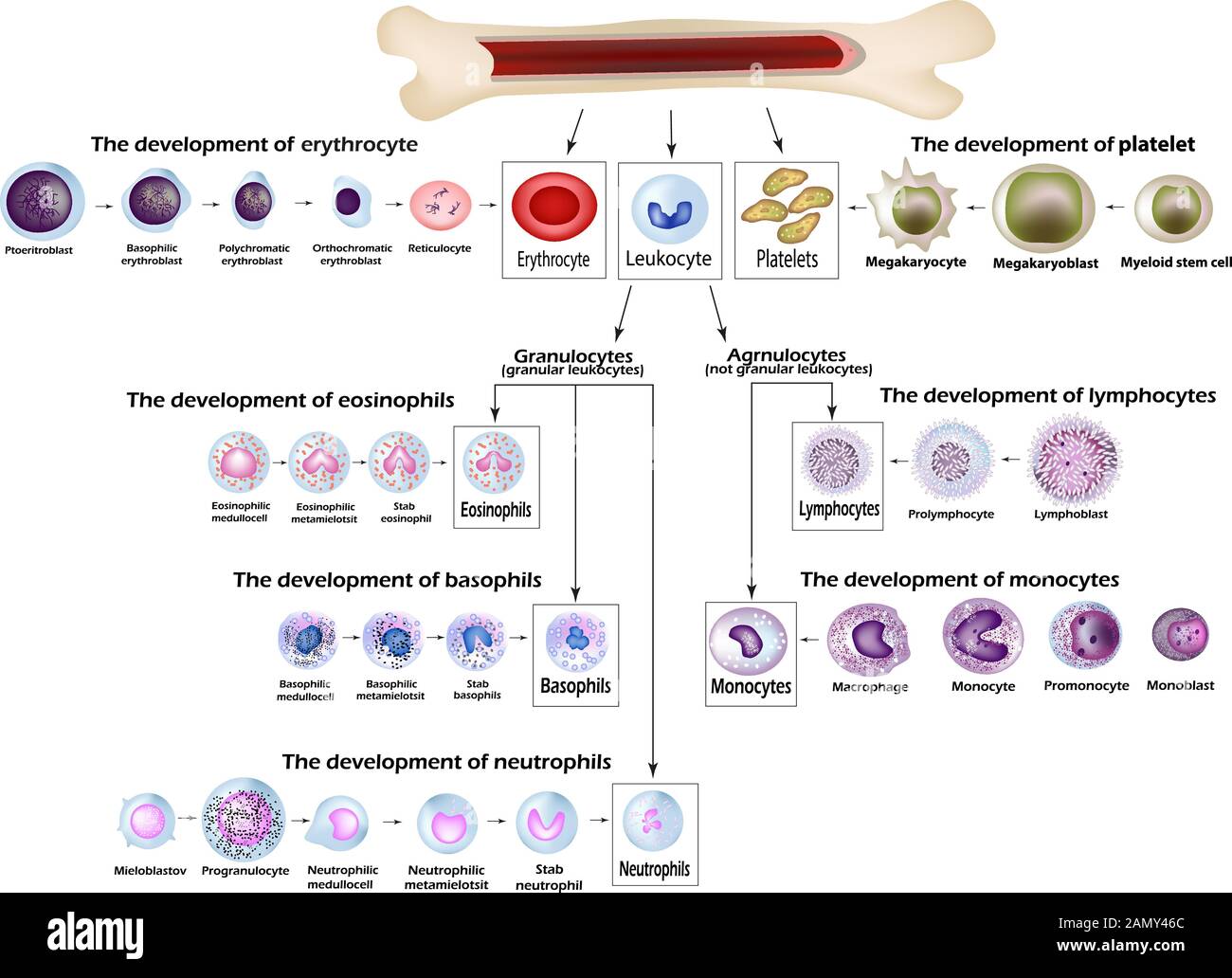 Le cellule del sangue lo sviluppo degli eritrociti, cellule rosse del ...