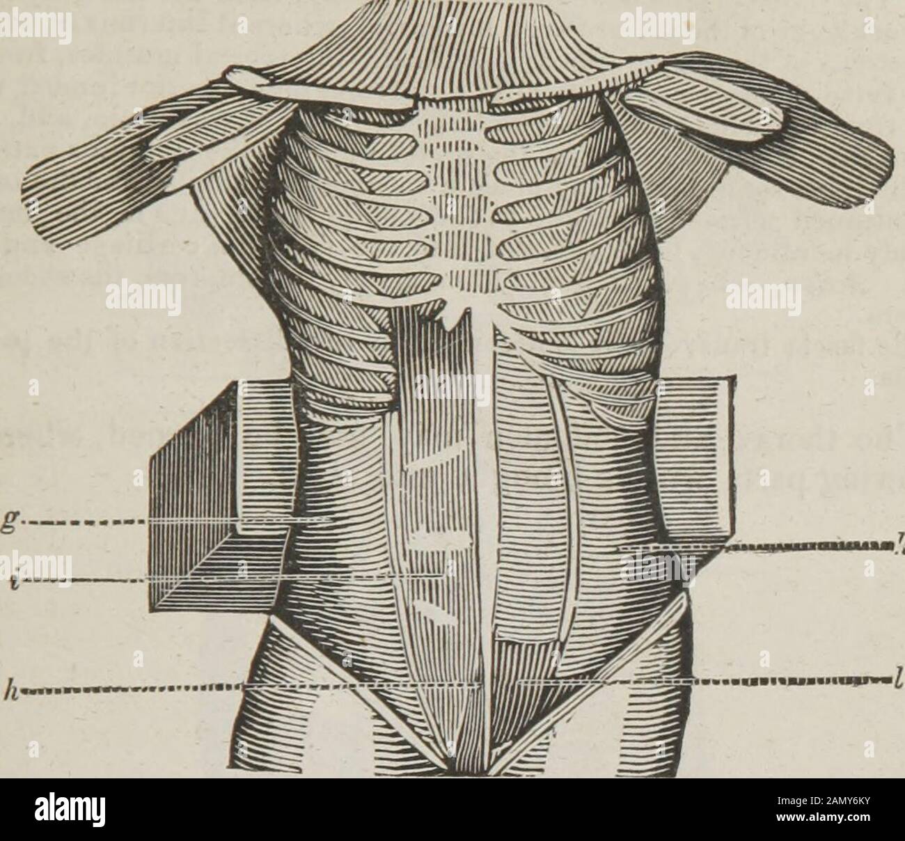La guida del dissettore, o, compagno dello studente : illustrato da ...