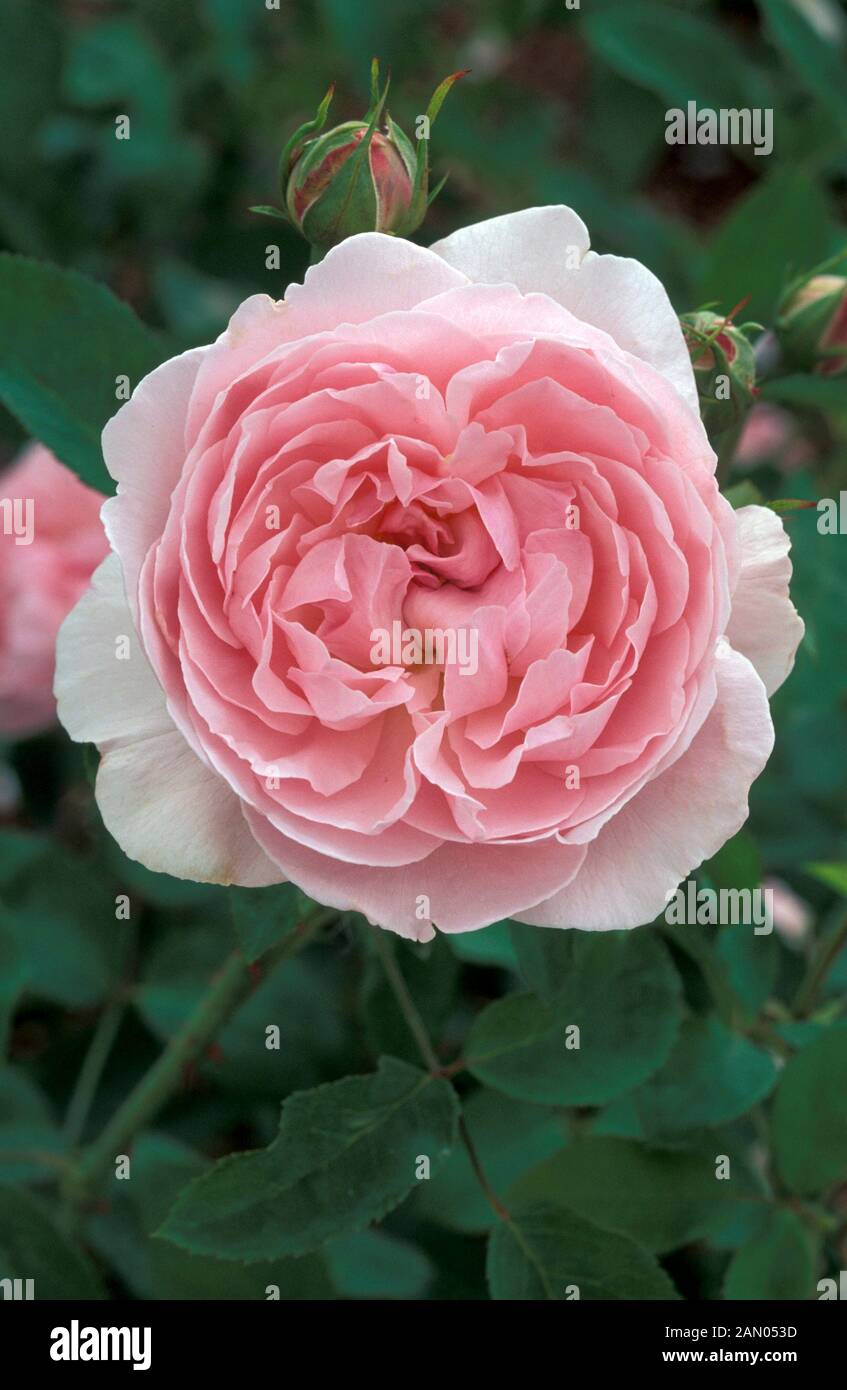 Redoute pink immagini e fotografie stock ad alta risoluzione - Alamy