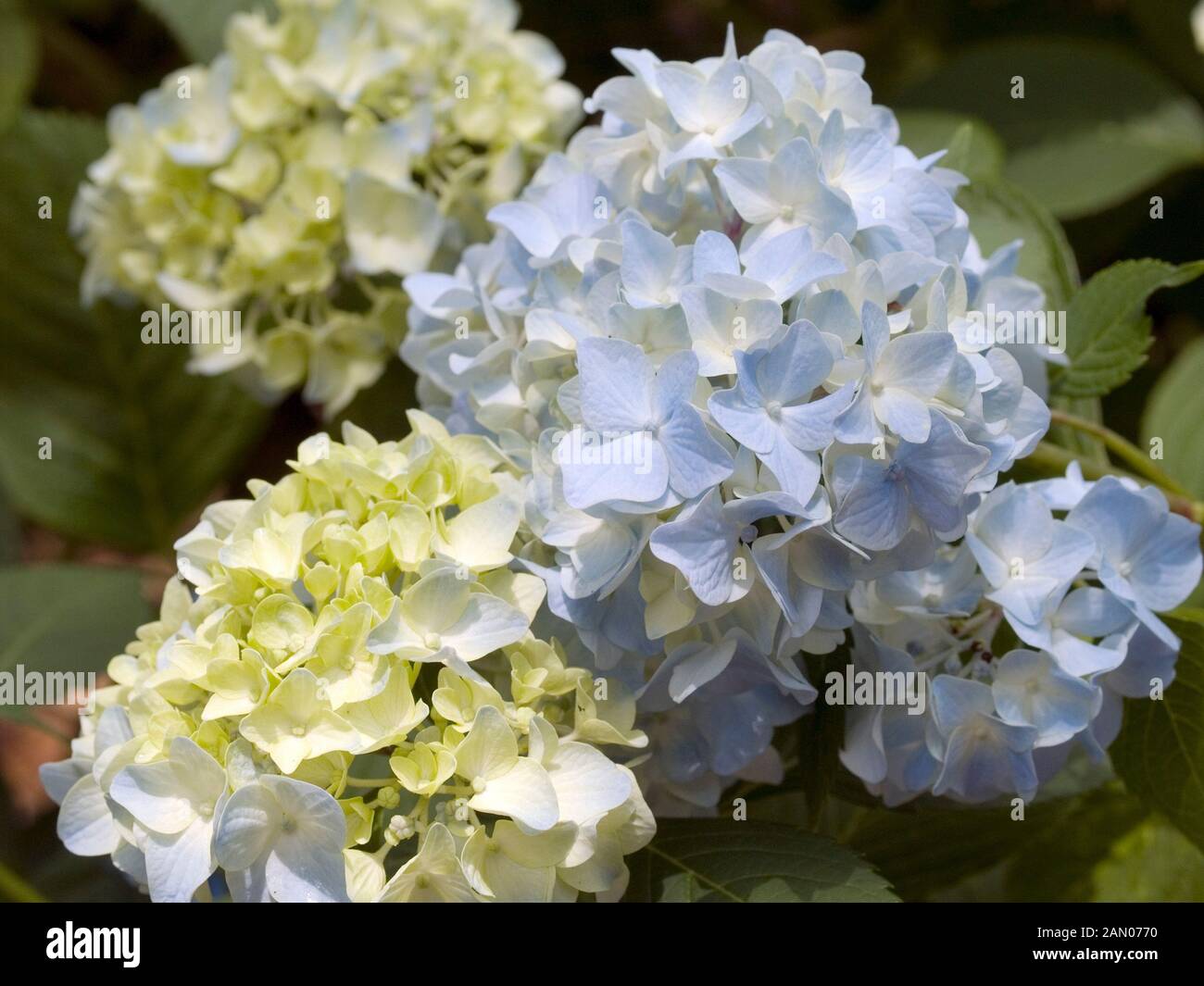 Hydrangea macrophylla blue immagini e fotografie stock ad alta risoluzione - Alamy