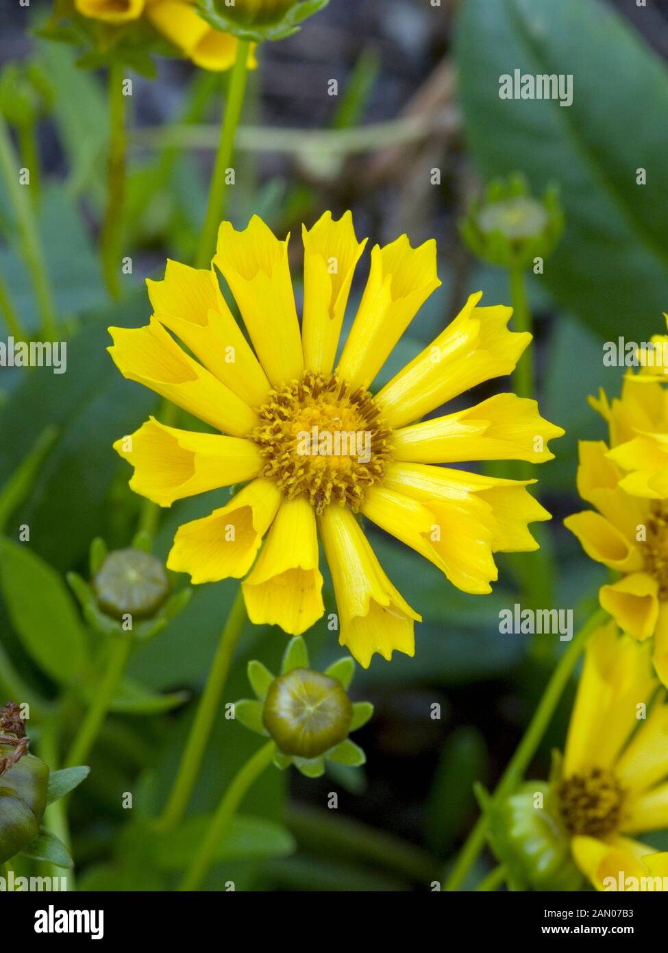 Jethro o reuel immagini e fotografie stock ad alta risoluzione - Alamy