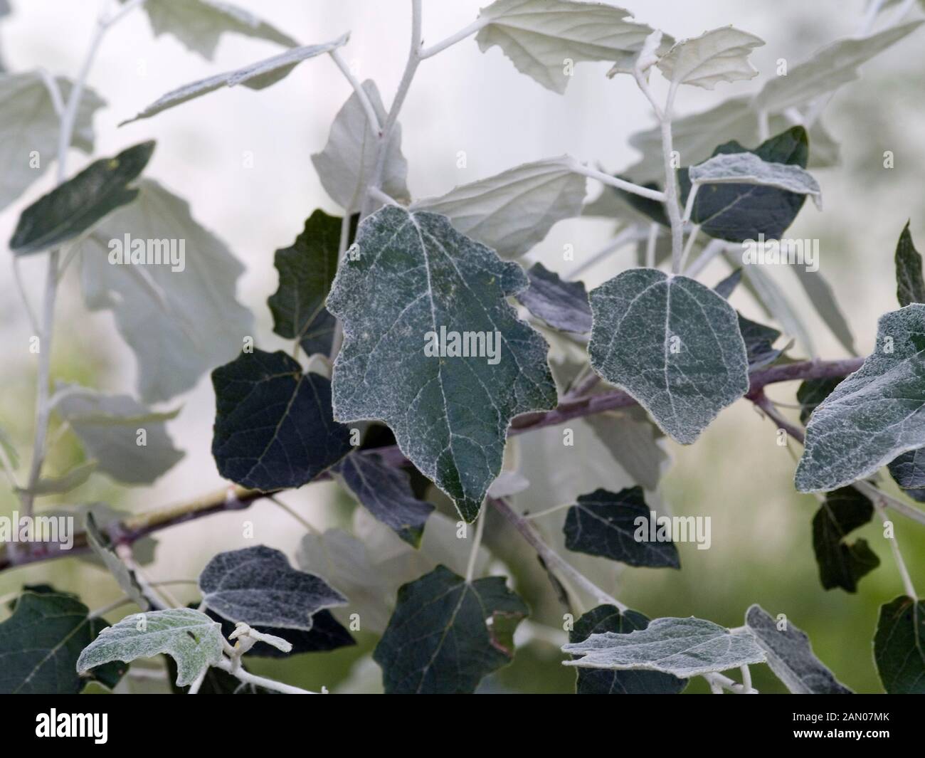 Populus alba immagini e fotografie stock ad alta risoluzione - Alamy
