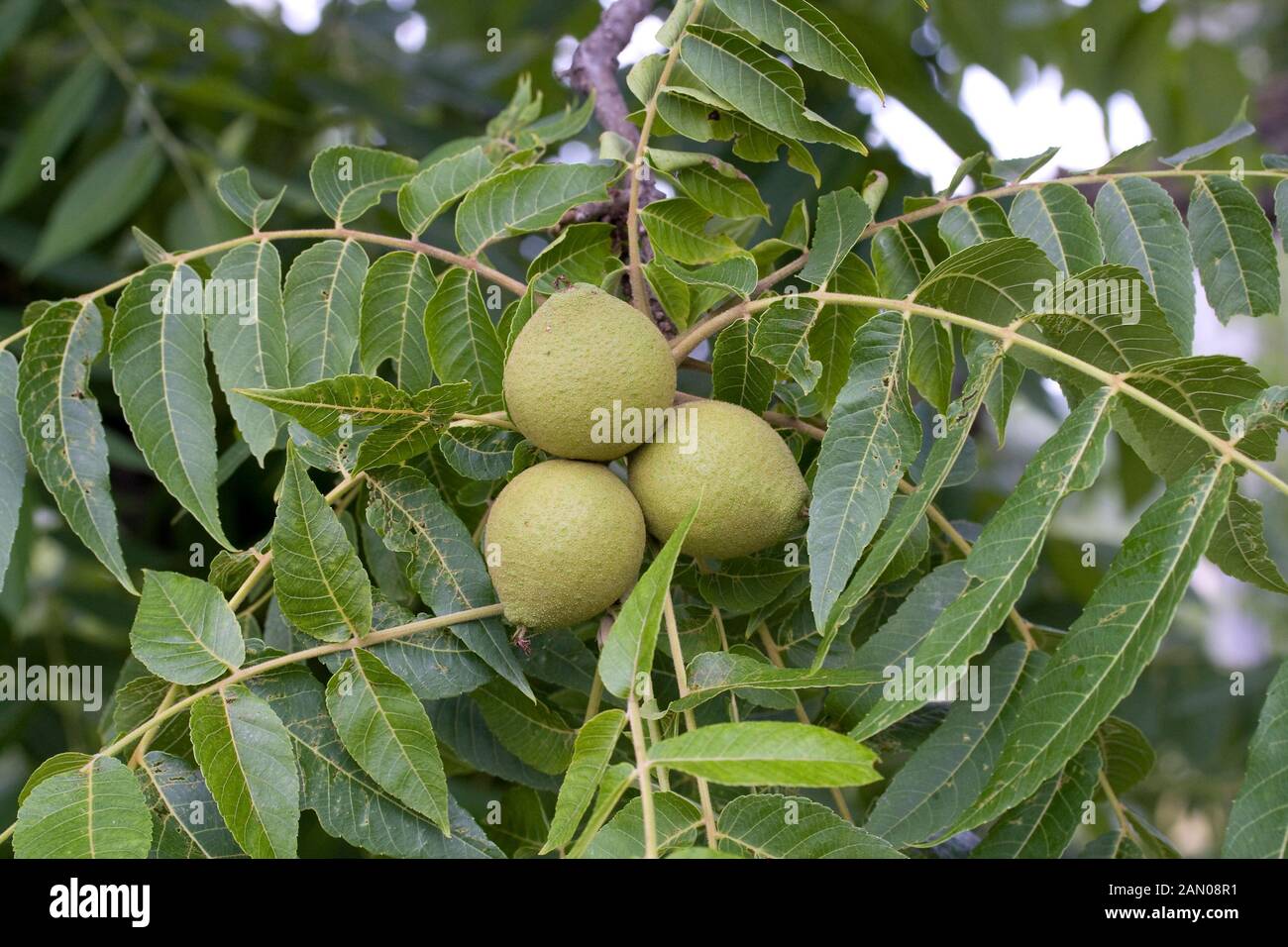 Noce nera immagini e fotografie stock ad alta risoluzione - Alamy