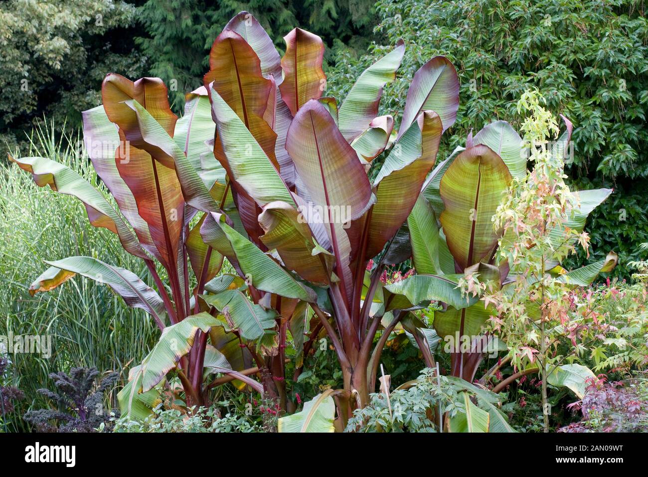 Ensete ventricosum immagini e fotografie stock ad alta risoluzione - Alamy