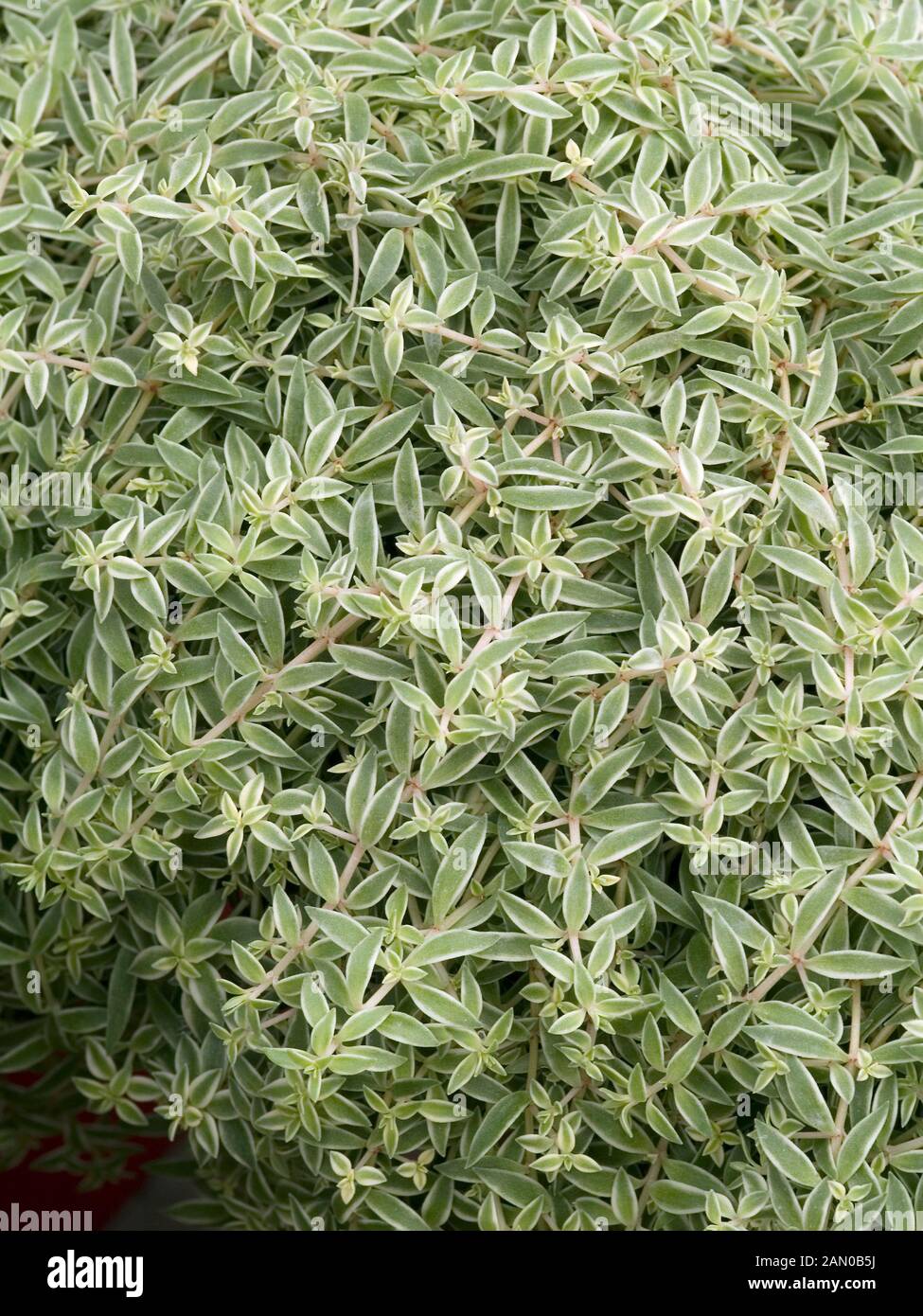 Sedum lineare immagini e fotografie stock ad alta risoluzione - Alamy