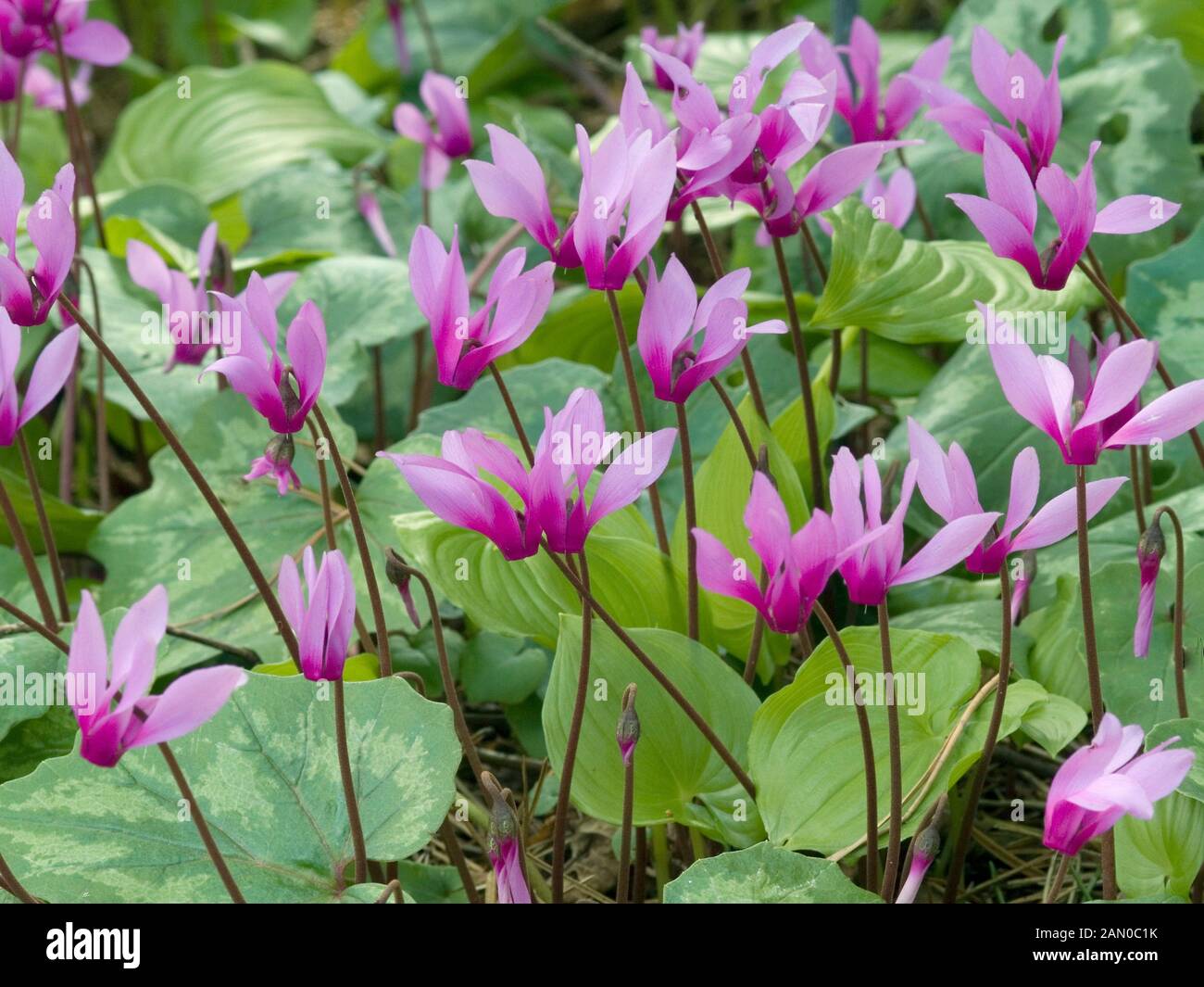 Cyclamen cyclamen repandum immagini e fotografie stock ad alta ...
