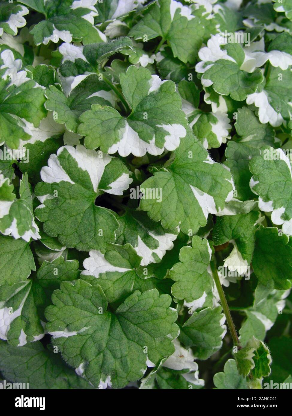 Glechoma hederacea variegata immagini e fotografie stock ad alta ...