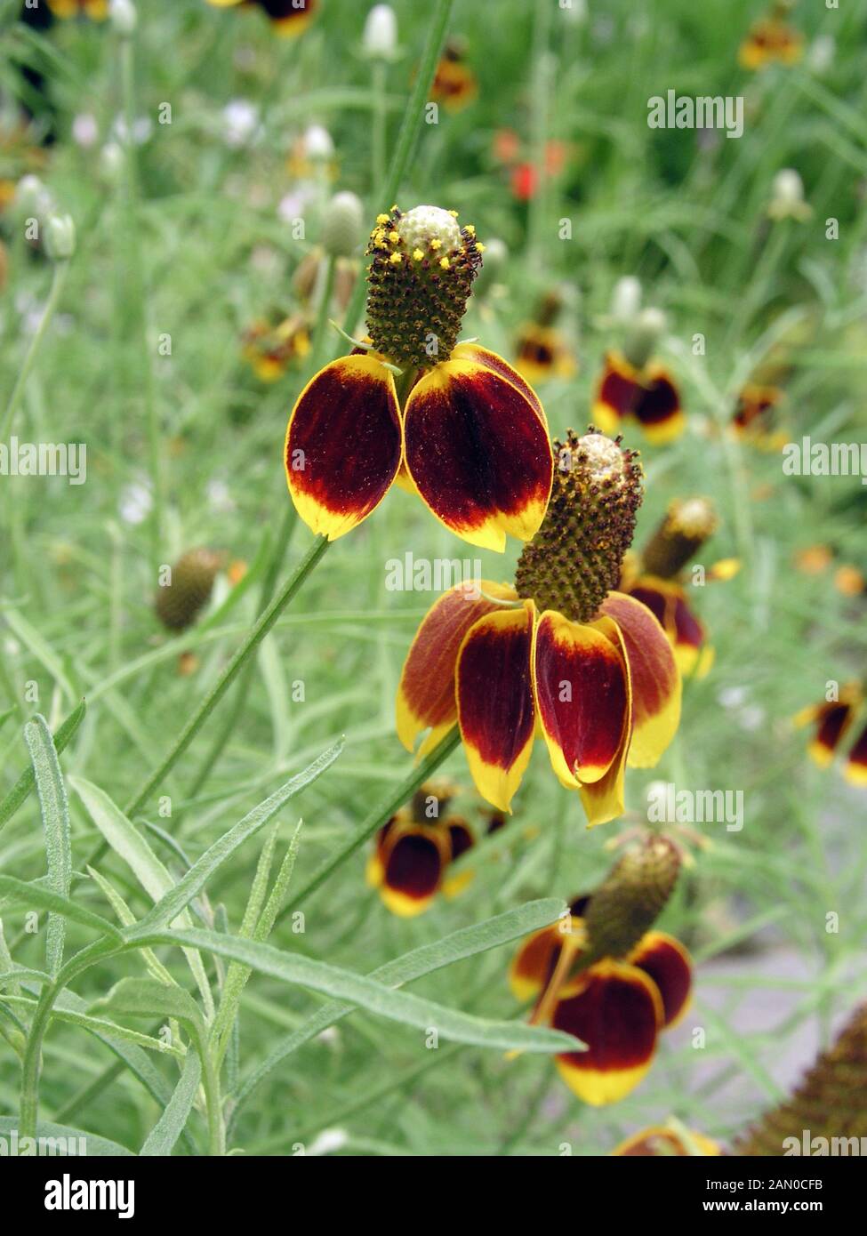 Ratibida columnifera immagini e fotografie stock ad alta risoluzione ...