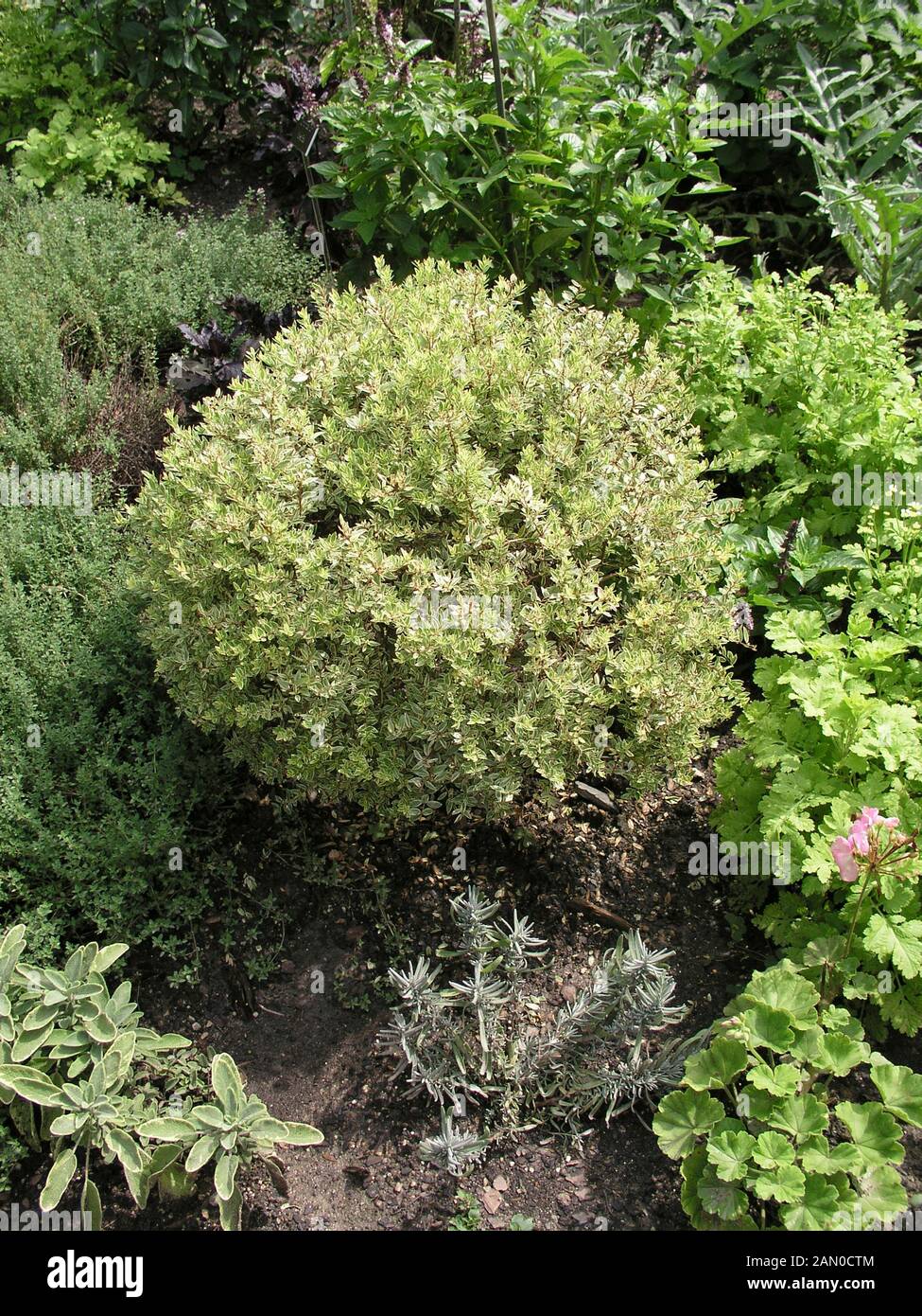 Common myrtle myrtus communis immagini e fotografie stock ad alta ...