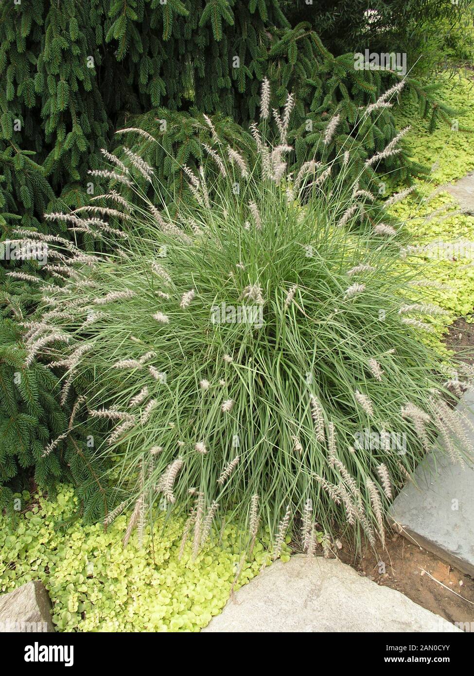 Pennisetum orientale immagini e fotografie stock ad alta risoluzione ...