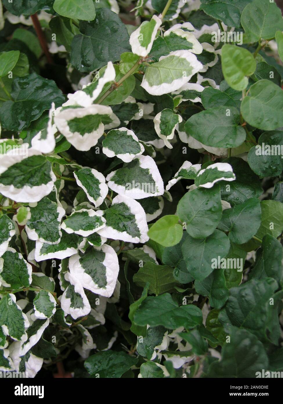 Ficus repens immagini e fotografie stock ad alta risoluzione - Alamy