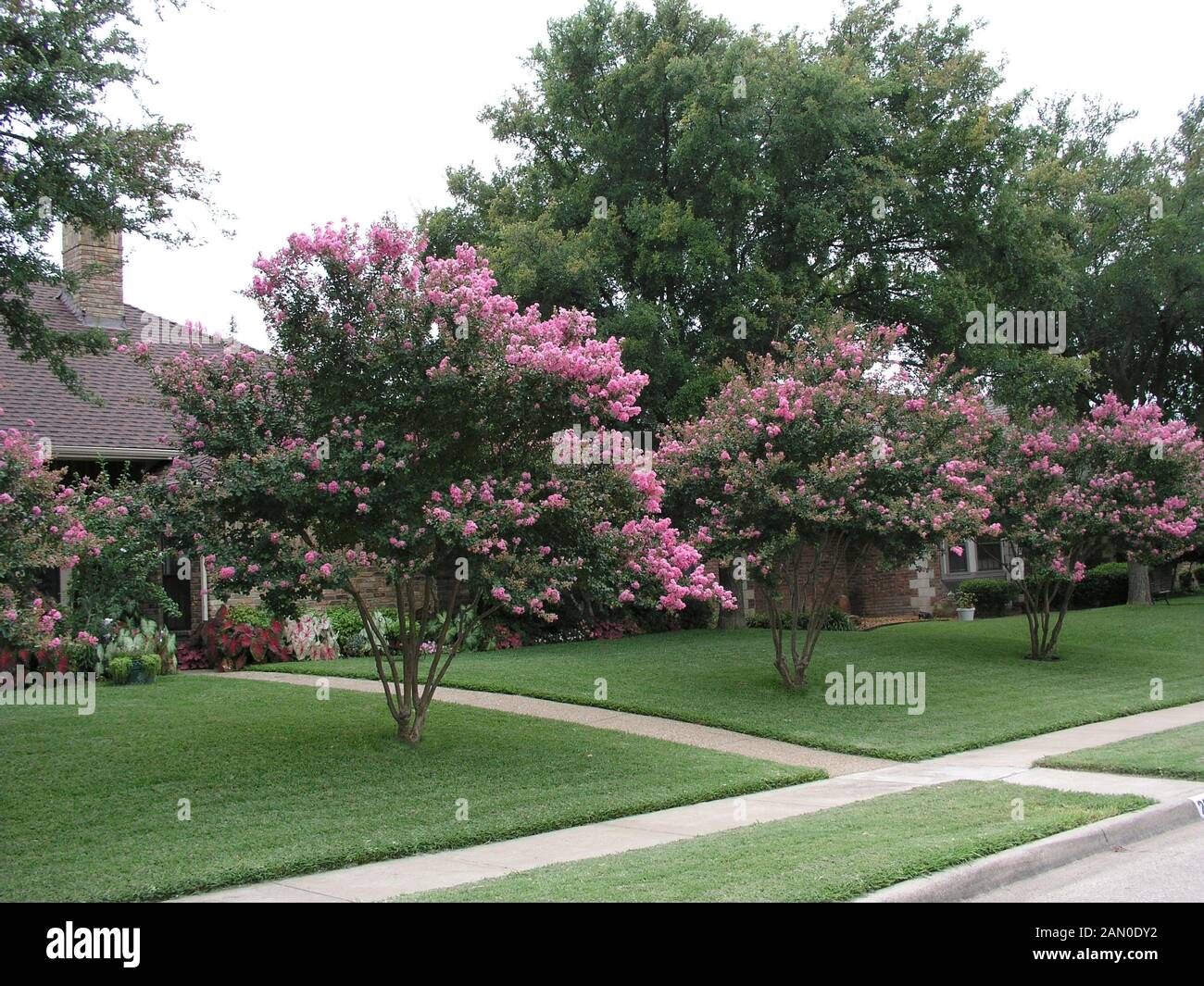 Crape myrtle tree lagerstroemia indica immagini e fotografie stock ad ...