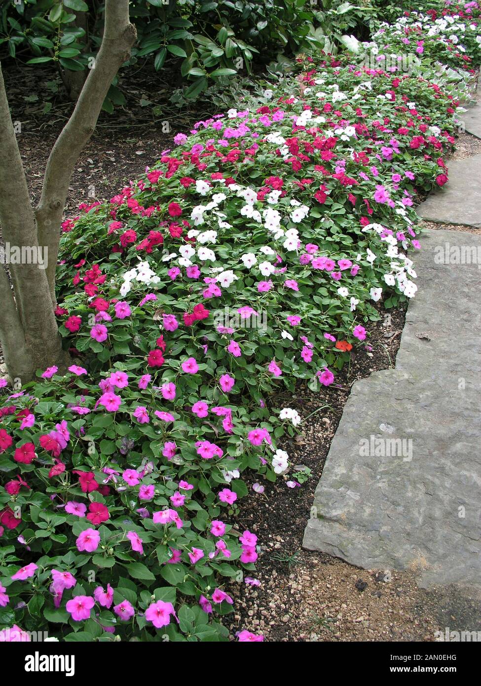 Impatiens walleriana immagini e fotografie stock ad alta risoluzione ...