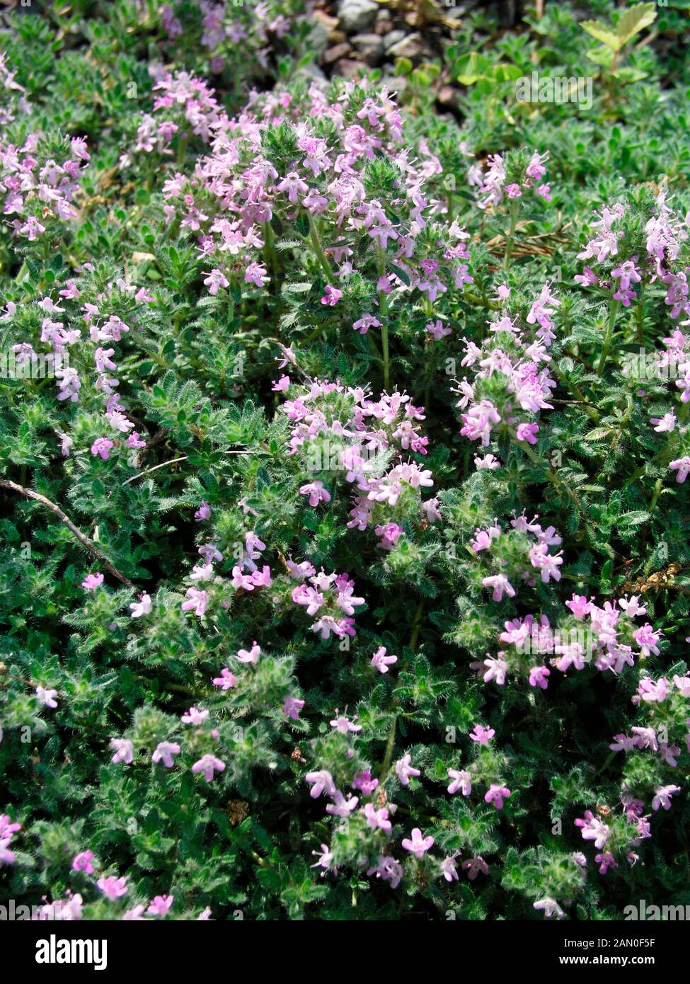 Thymus pseudolanuginosus immagini e fotografie stock ad alta ...
