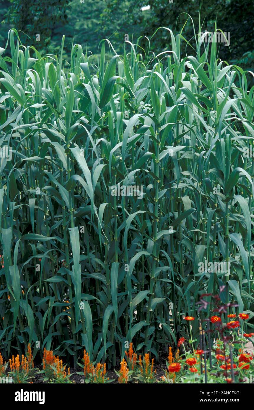 Canna gigante immagini e fotografie stock ad alta risoluzione - Alamy