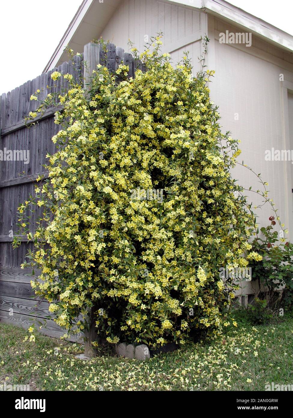 Gelsemium sempervirens immagini e fotografie stock ad alta risoluzione ...