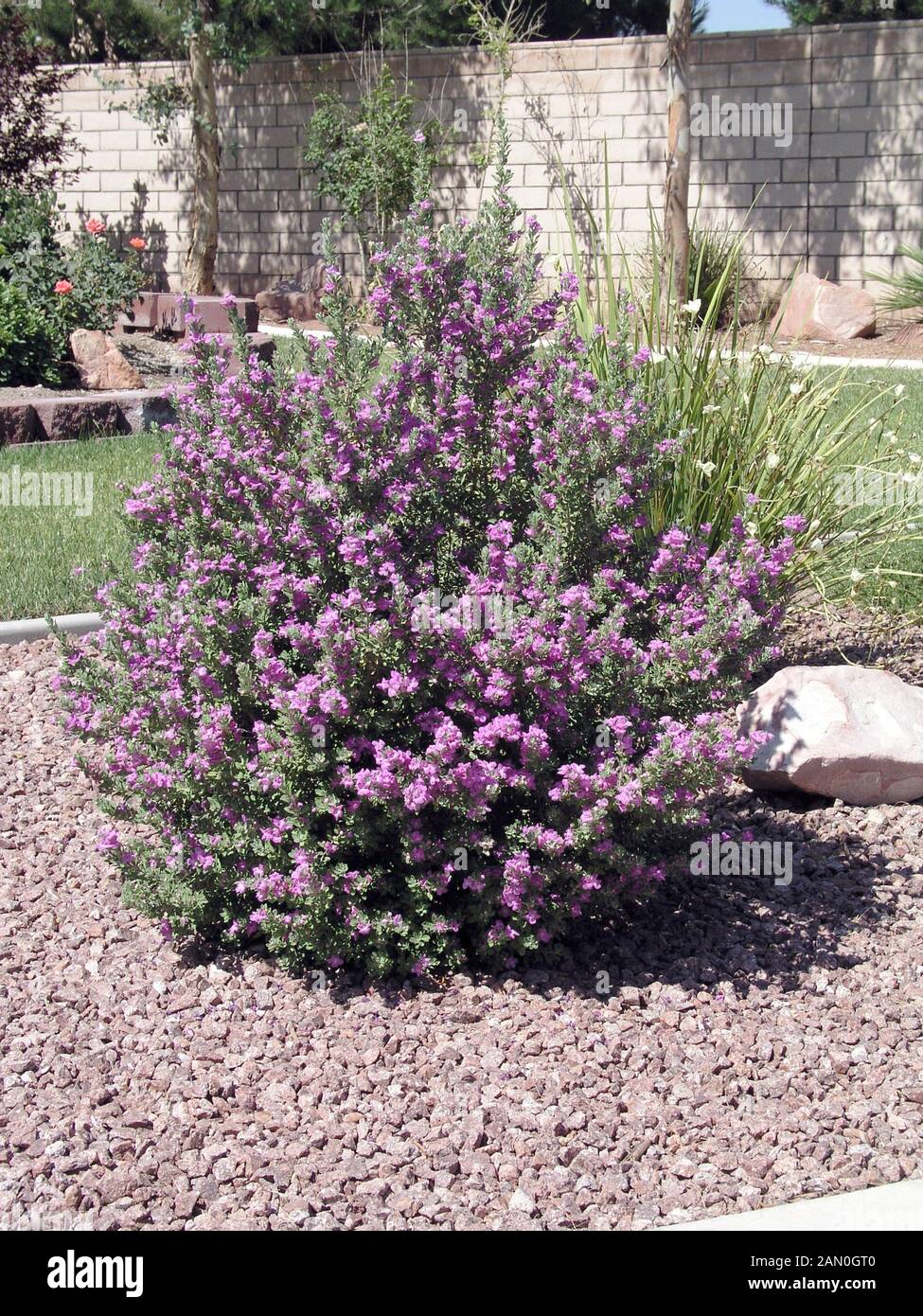 Leucophyllum frutescens immagini e fotografie stock ad alta risoluzione ...