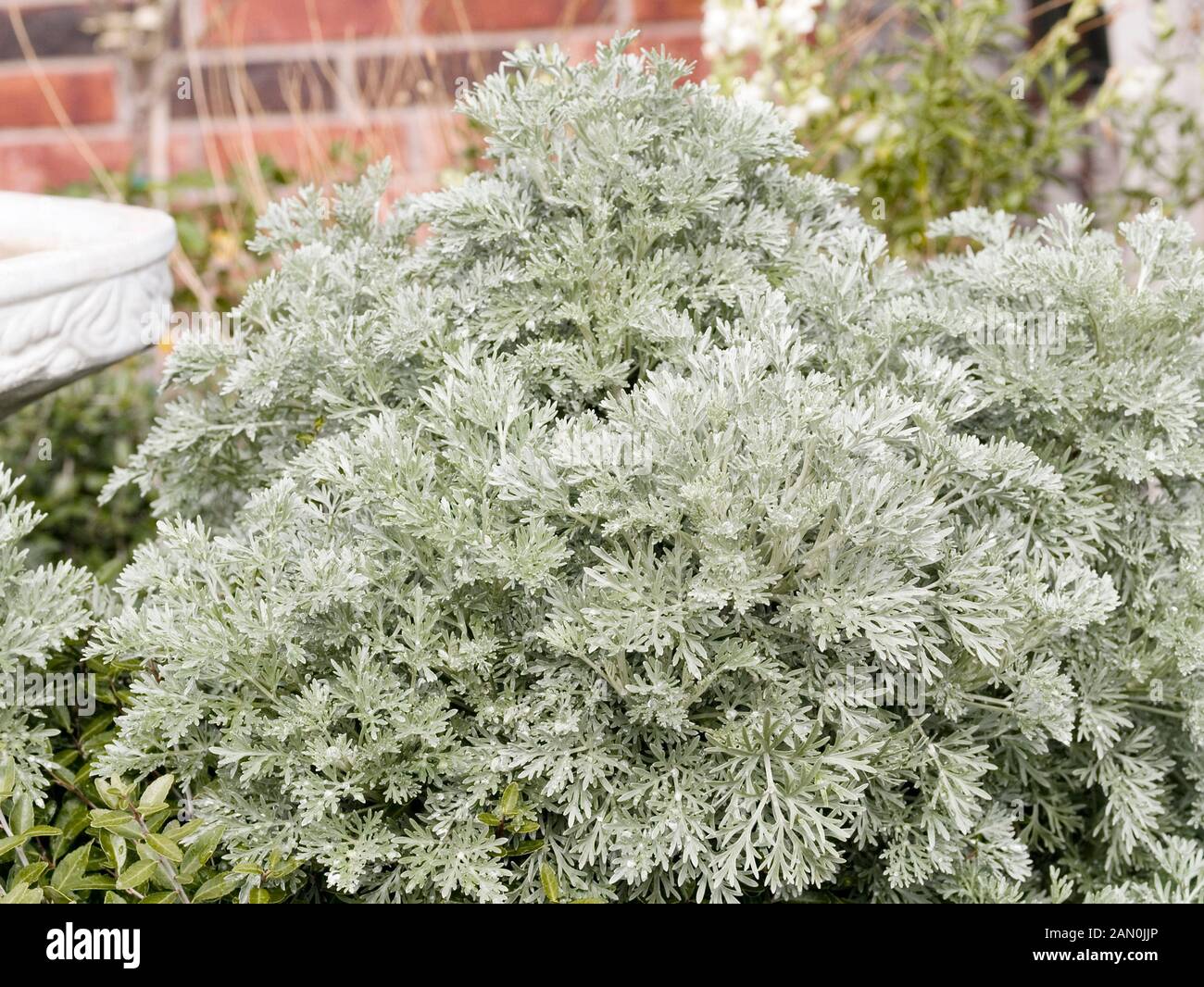 Artemisia powis castle immagini e fotografie stock ad alta risoluzione ...