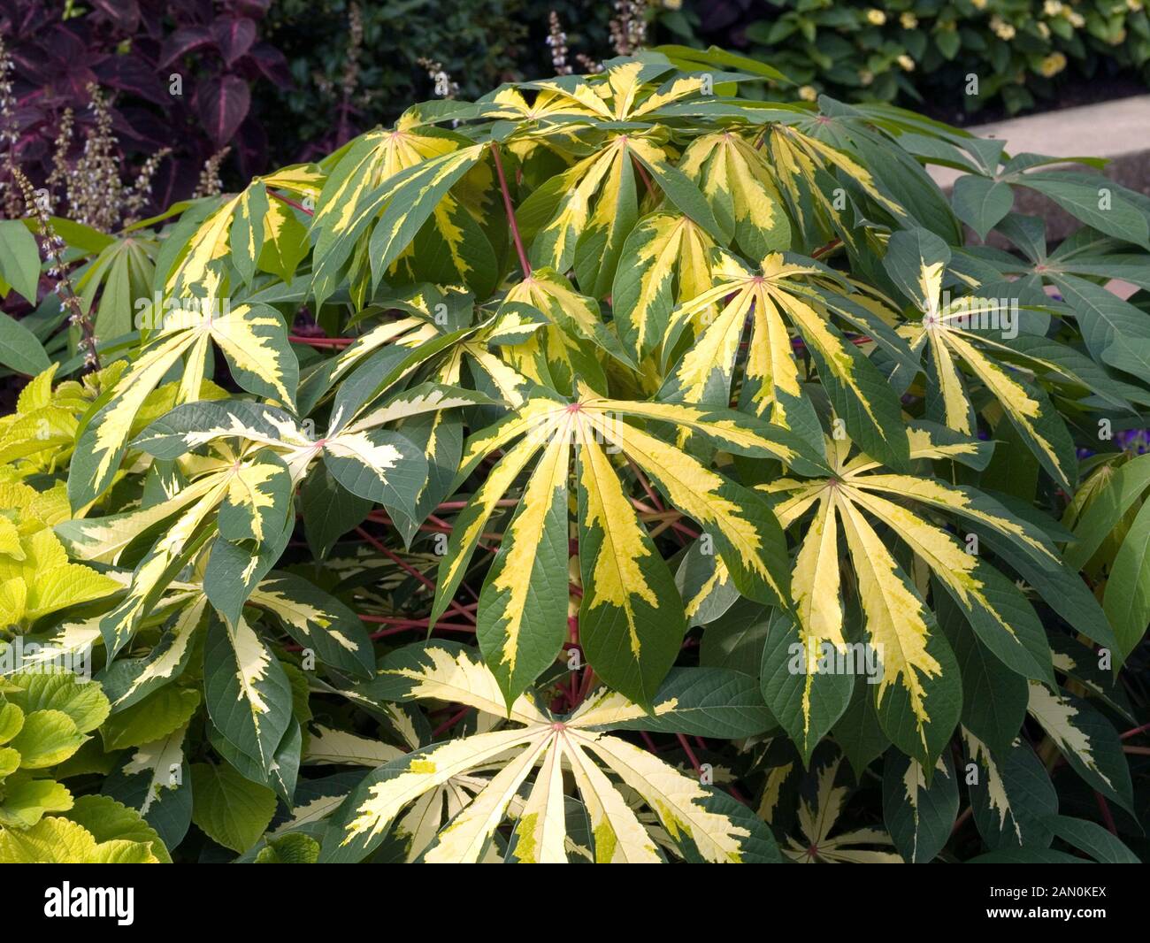 Manioca variegata immagini e fotografie stock ad alta risoluzione - Alamy