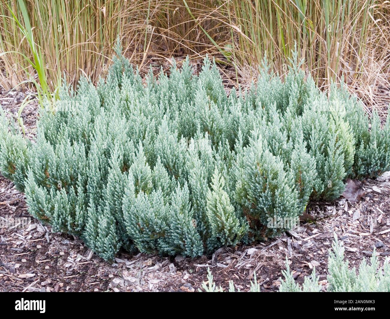 Juniperus sabina immagini e fotografie stock ad alta risoluzione - Alamy