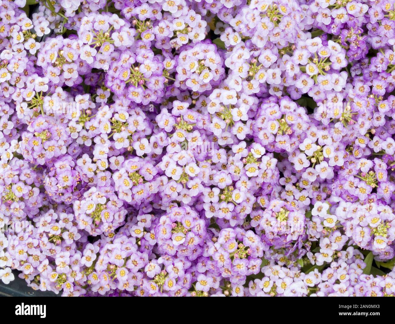 Lobularia wonderland immagini e fotografie stock ad alta risoluzione ...