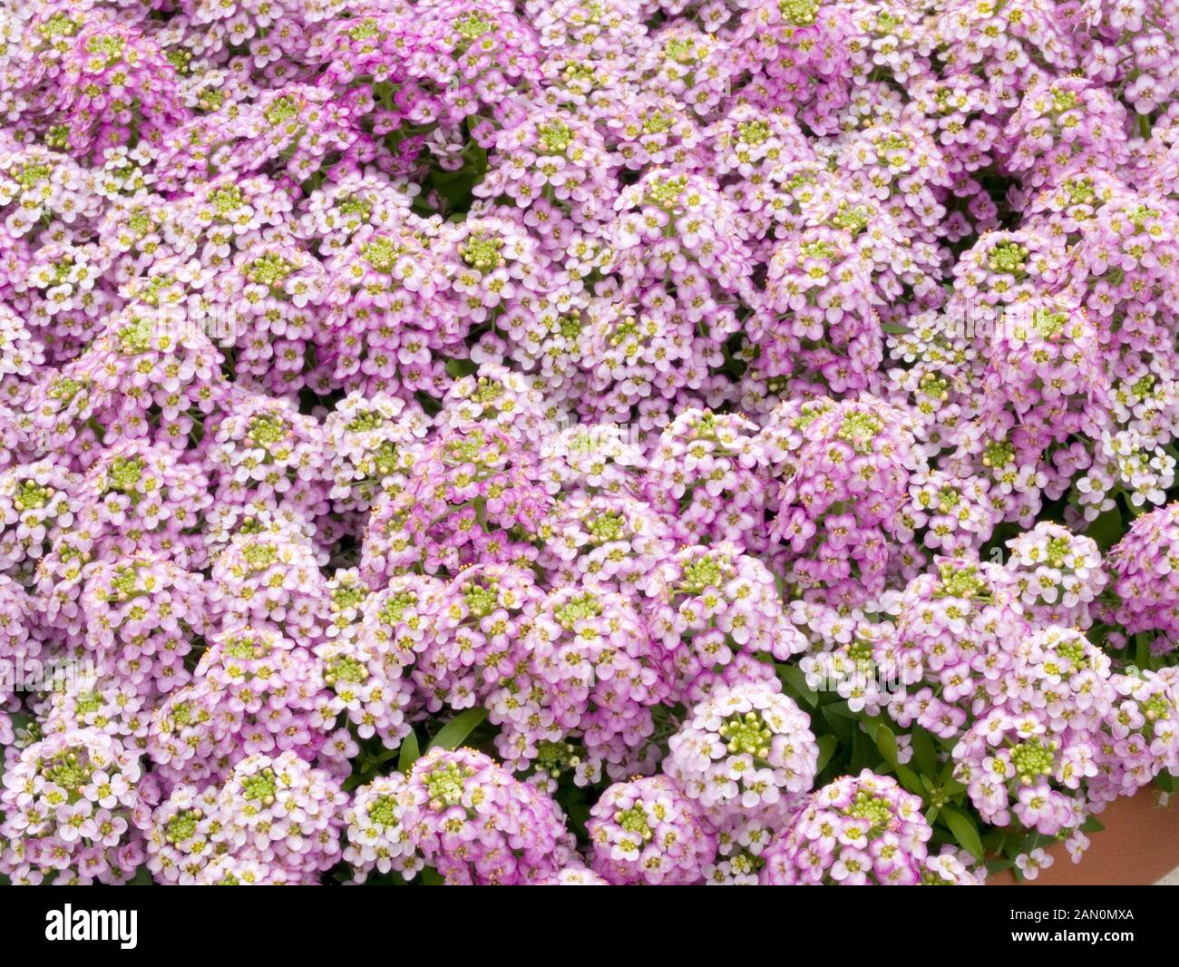 Lobularia wonderland immagini e fotografie stock ad alta risoluzione ...